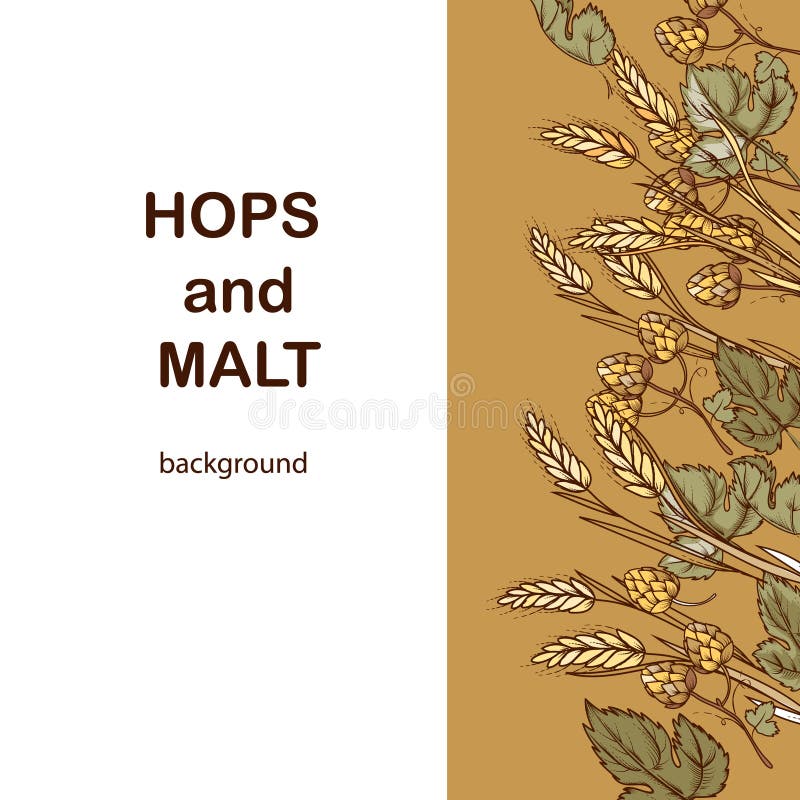 Hops and Malt Square Background or Poster Template for Beer Brewing ...