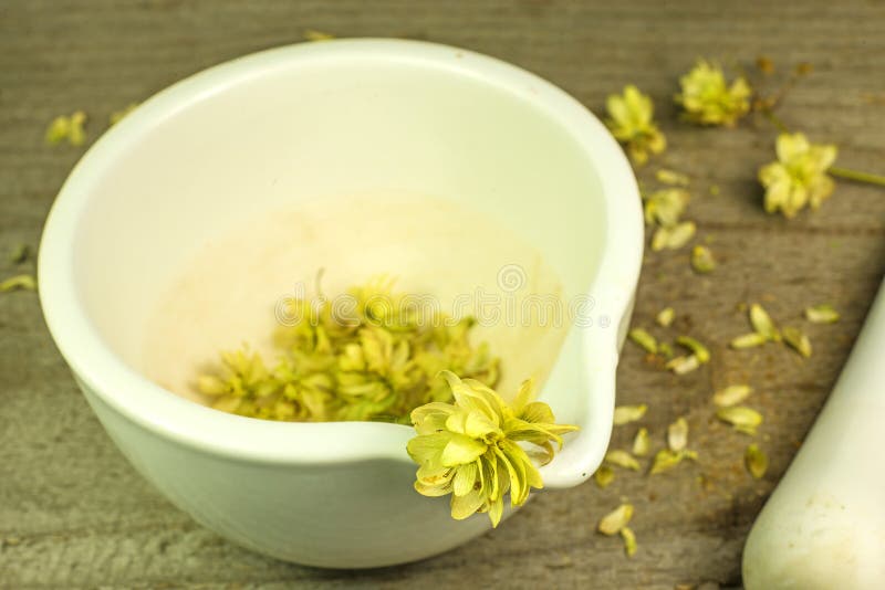 Hops stock image. Image of hops, beer, drug, treatment - 34290851