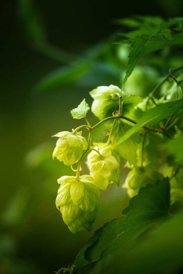 Hops in natural habitat stock image. Image of brewery - 80605699