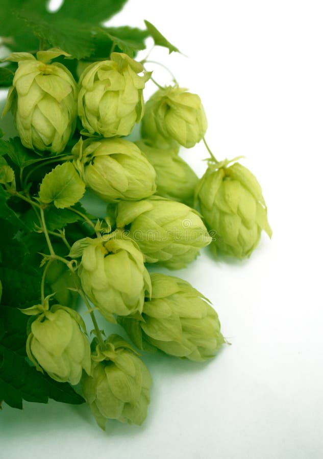 Hops close-up stock photo. Image of isolated, close, micro - 3124496