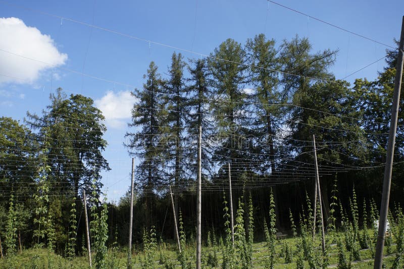 Hops plant farm stock image. Image of green, cultivation - 333837681