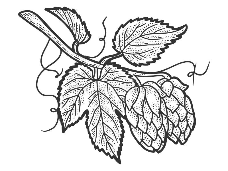Hops Plant. Sketch Scratch Board Imitation Color. Line Art Sketch ...