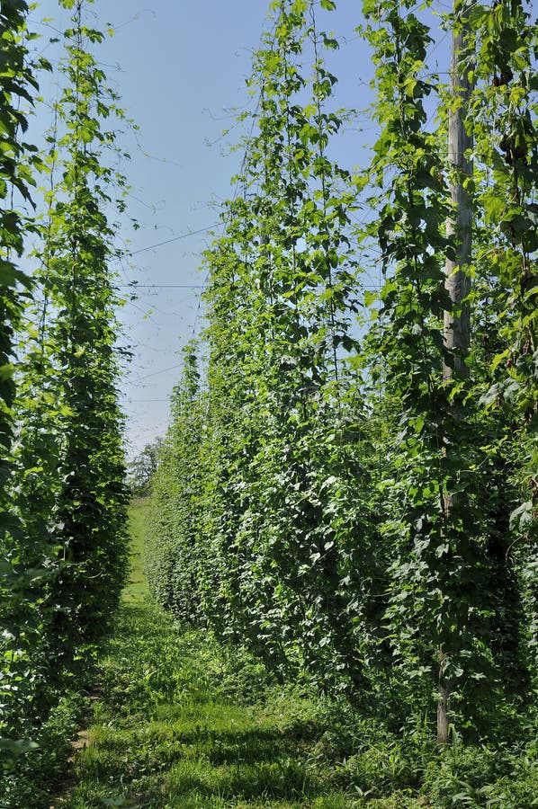 Hops Plantage #7, baden stockfoto. Bild von landwirtschaft - 20431820