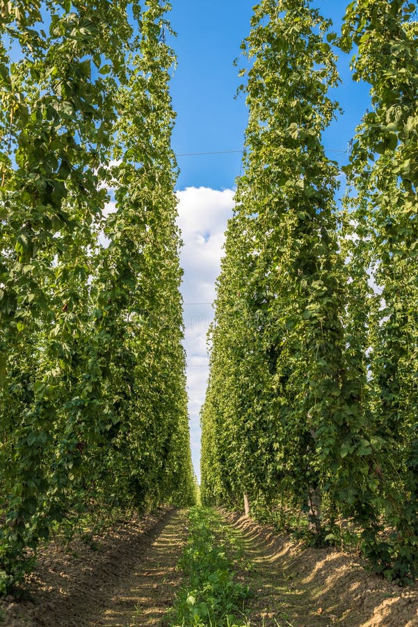 Hops Plantation in Bavaria, Germany Stock Photo - Image of plant ...