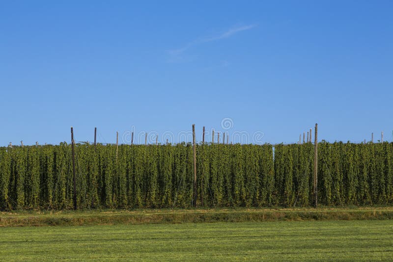 Hops stock photo. Image of garden, growing, europe, botany - 38555948