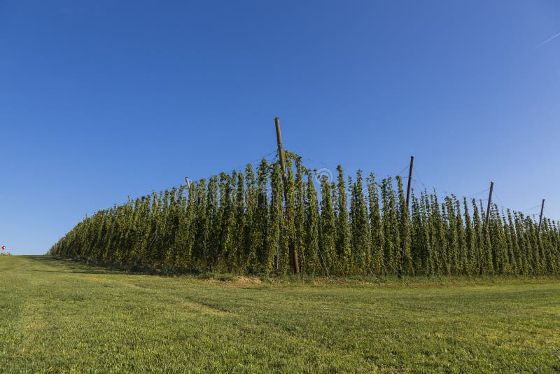 Hops farm stock image. Image of outdoors, roadside, farm - 5307581