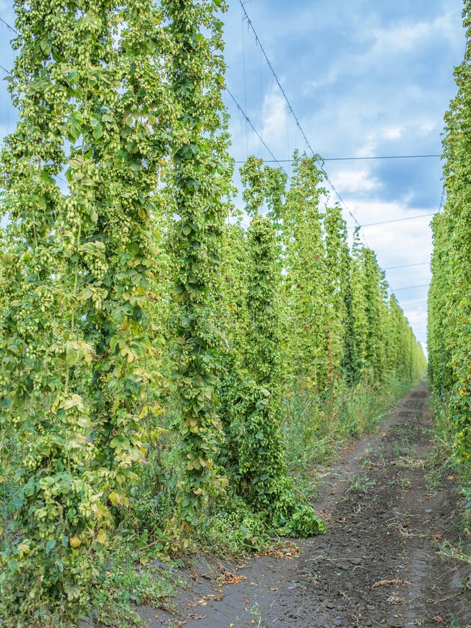 Hops Plants Climbing of Special Supported Strings. Stock Image - Image ...