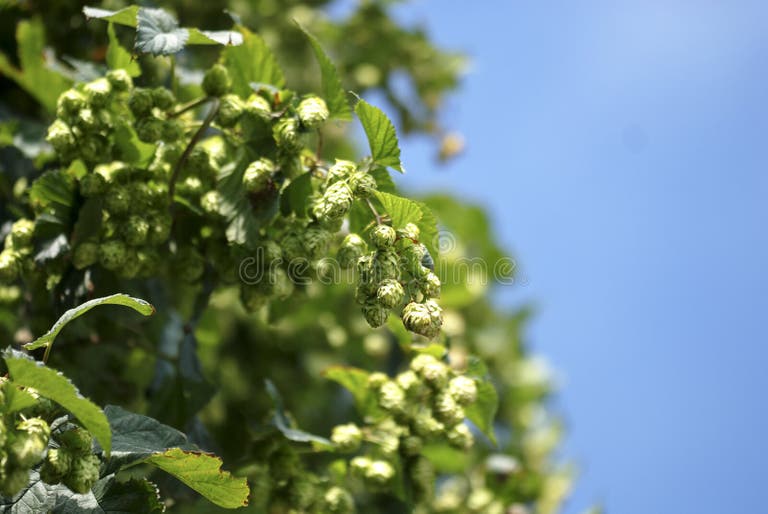 Hops ready for harvest stock image. Image of farming - 11480753