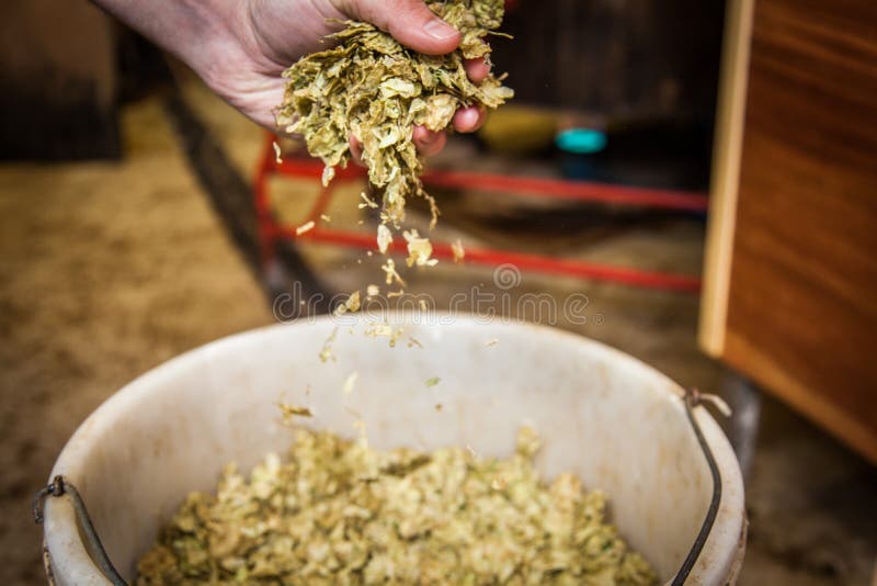Hops stock image. Image of wheat, hops, brewery, sprinkle - 77299809