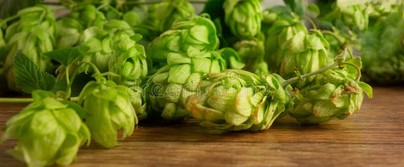 Hops Twining Bines. Concept of Beer Brewing Process. Green Herbal ...