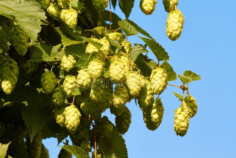 Hops stock image. Image of food, greenhouse, beverage - 77036755