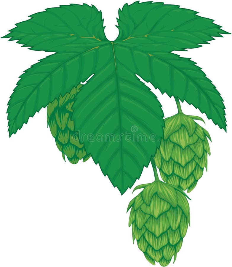 Hops Vector Illustration stock vector. Illustration of flora - 134152442