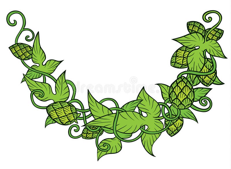 Hops Vector Visual Graphic Vignette Stock Vector - Illustration of ...