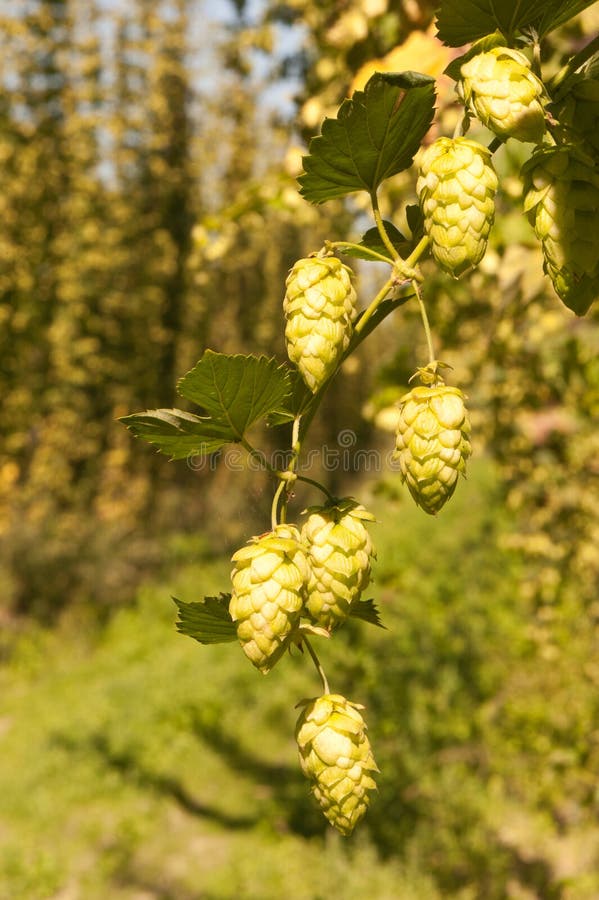 927 Hops Vine Plant Stock Photos - Free & Royalty-Free Stock Photos ...