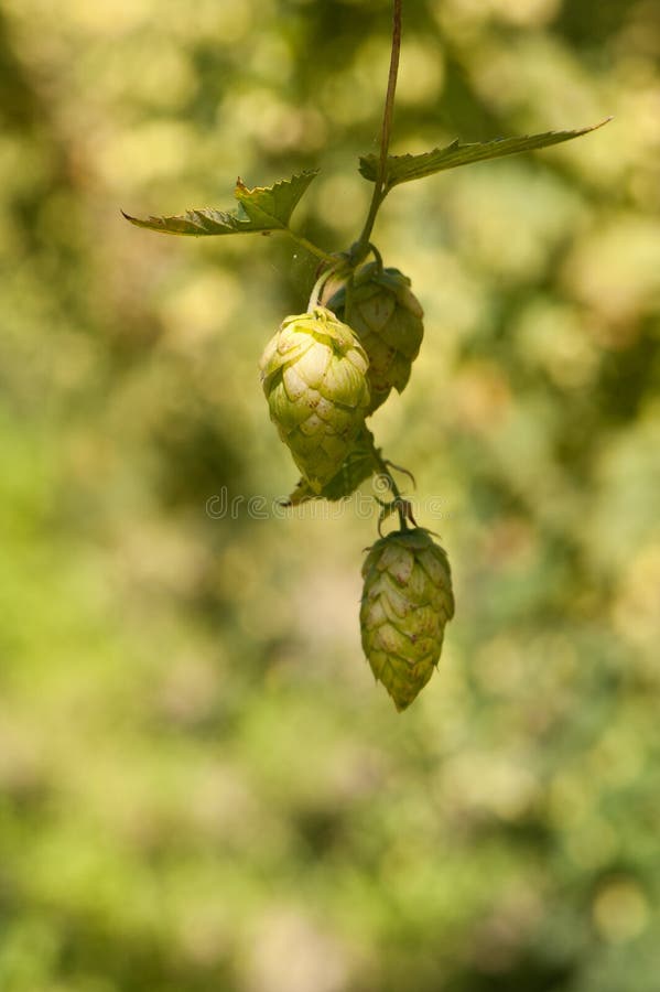 Hops vine plant stock image. Image of seasonal, isolated - 24719183