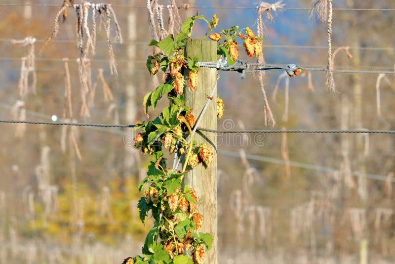 Hops Vine in Winter stock image. Image of detailed, hops - 160986627