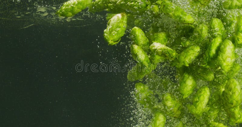 Green Hops Falling into Water Stock Footage - Video of green, hops ...