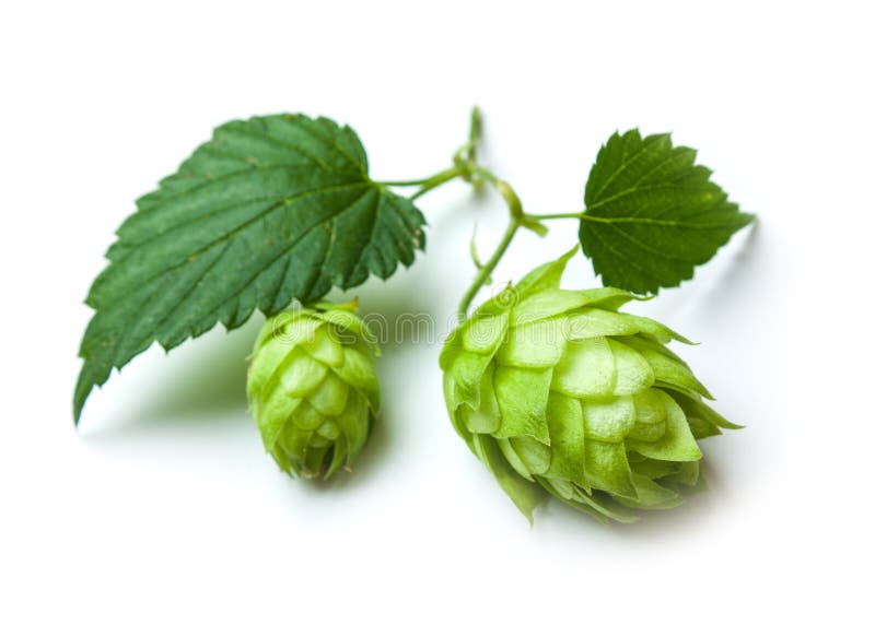 Hops stock image. Image of alcohol, beer, crop, beverage - 69078353