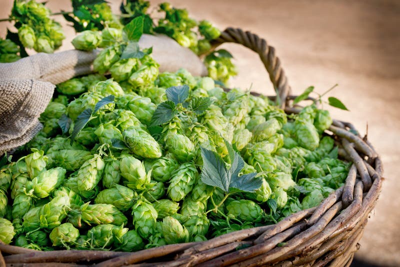 Hops in the wicker basket stock image. Image of basket - 59451017