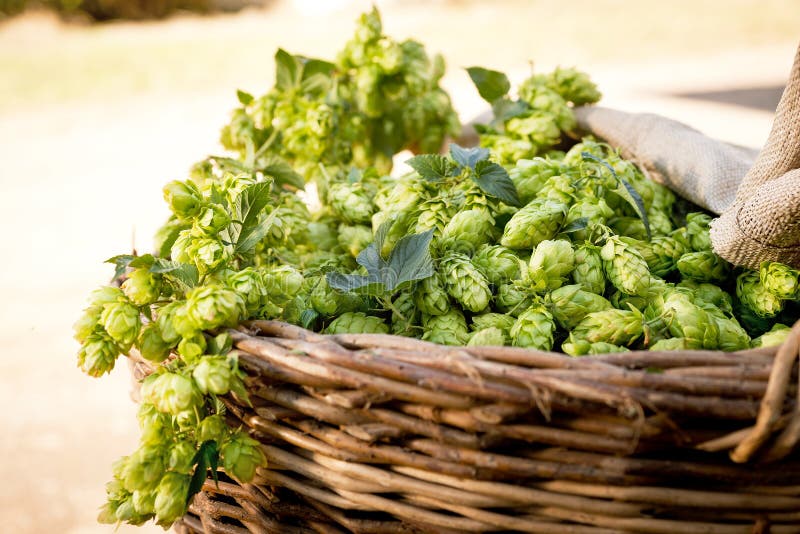 Hops in the wicker basket stock image. Image of basket - 59455669