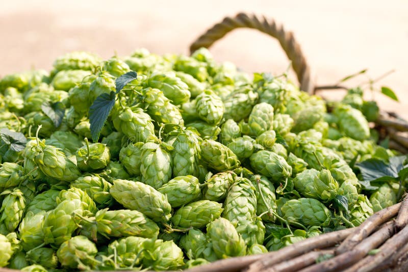 Hops in the wicker basket stock image. Image of brewing - 62895595