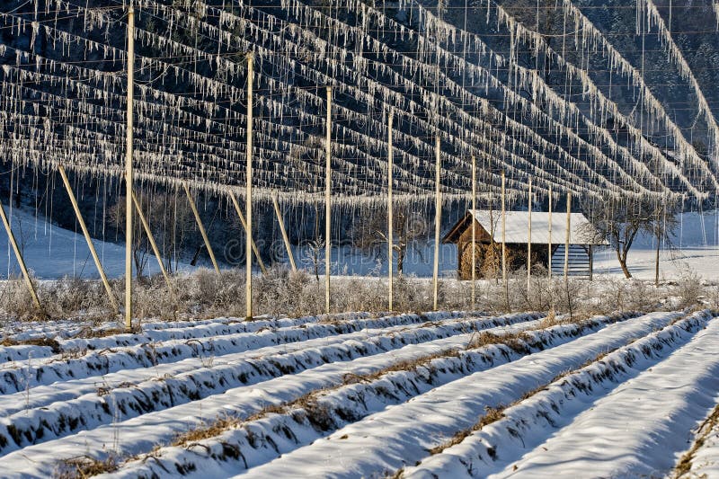Hops at winter time stock photo. Image of frost, winter - 15303556