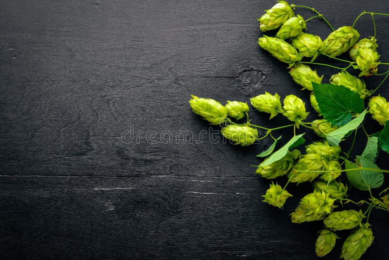 Hops on a Wooden Background. Top View Stock Image - Image of closeup ...