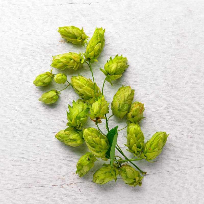 Hops on a Wooden Background. Top View Stock Photo - Image of green ...