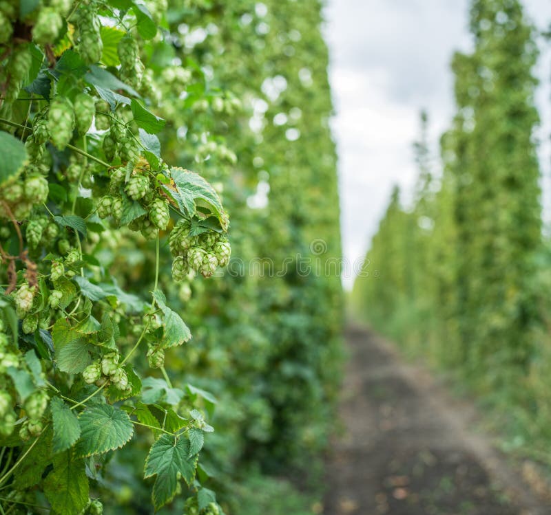 Hops Yard. Hops Plants Climbing of Special Supported Strings or Wires ...