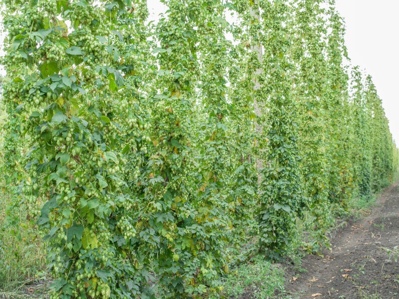 Hops Yard. Hops Plants Climbing of Special Supported Strings or Wires ...