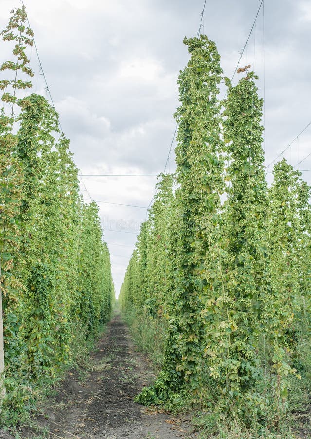 Hops Yard. Hops Plants Climbing of Special Supported Strings or Wires ...