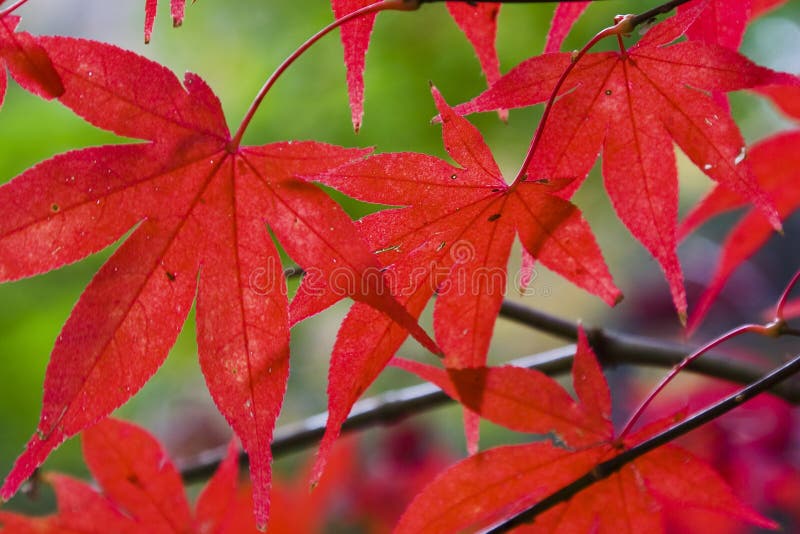 Hor Del Arce Rojo De Las Hojas Foto de archivo - Imagen de cubo ...