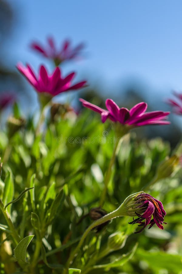 Hora da flor mortal imagem de stock. Imagem de verde - 230202085