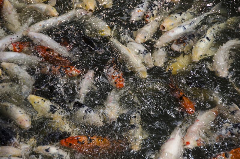 Hora De La Comida Para Koi Fish Foto de archivo - Imagen de lago ...