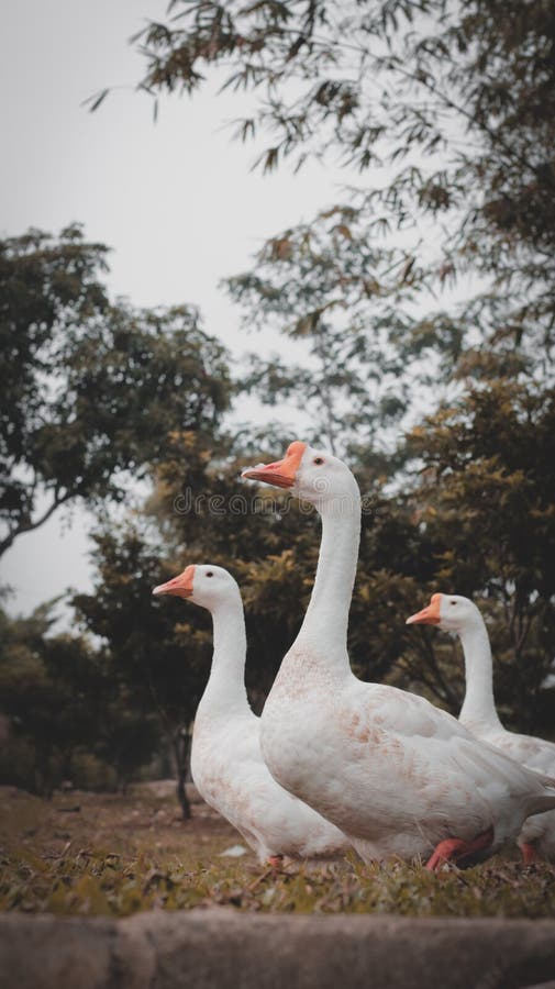A horde of geese stock photo. Image of wildlife, duck - 206585396