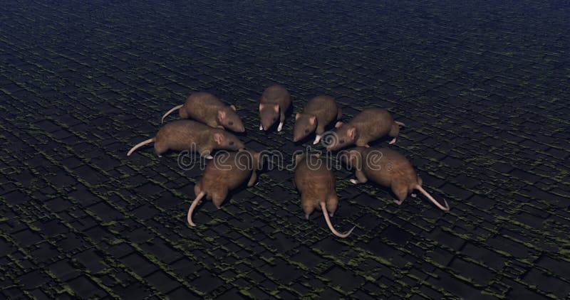 Horde of rats ea stock footage. Video of rodent, foraging - 232301690