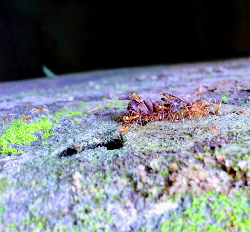 The Horde of Red Ants Cripples Malignant Insects Stock Image - Image of ...