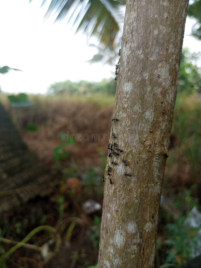 Hordes of Ants are Gathering Stock Photo - Image of outdoor, hordes ...