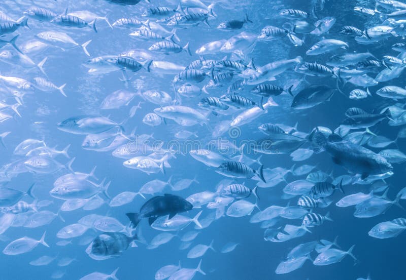 Hordes of White Lions are Sitting in a Tree in a Cage Stock Photo ...