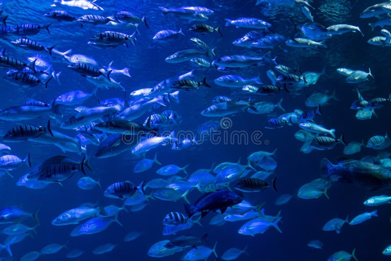 Hordes of Fish in an Aquarium Stock Photo - Image of school, food ...