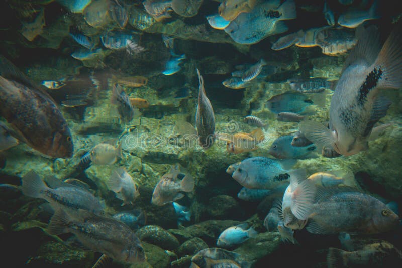Hordes of Fish in an Aquarium Stock Photo - Image of scuba, creatures ...