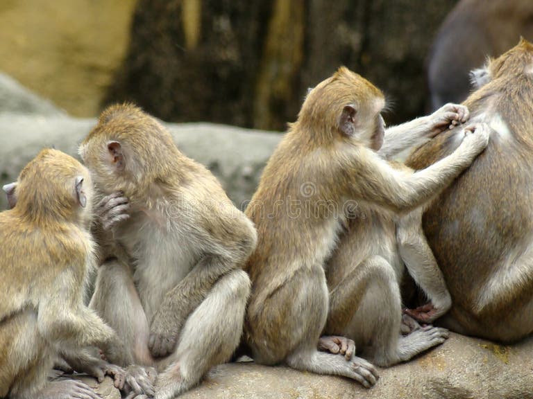 Hordes of Monkeys are Helping Each Other Inside the Zoo Stock Photo ...