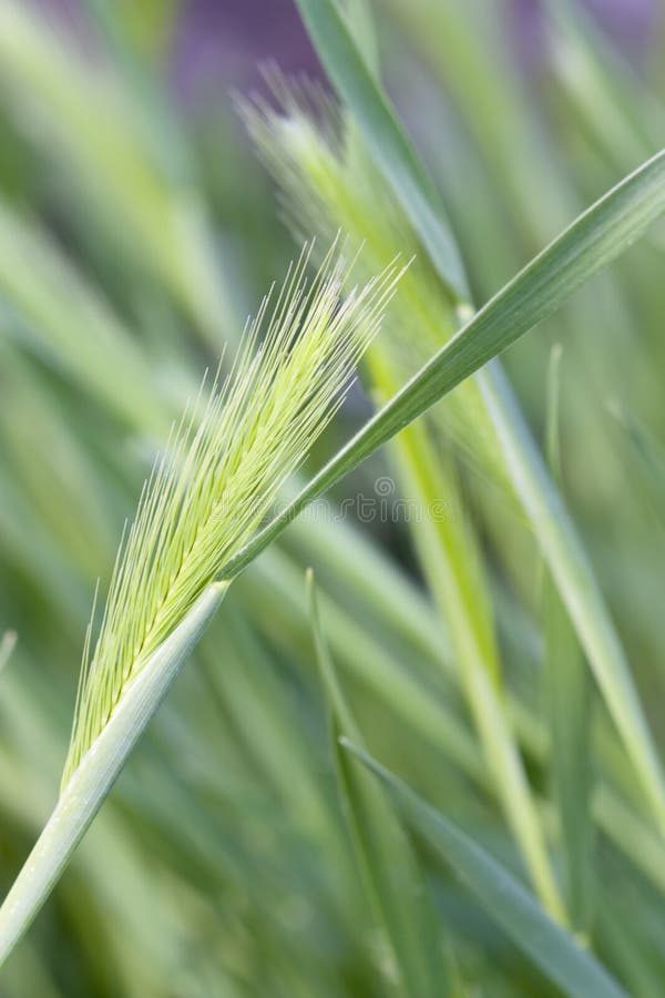 Hordeum murinum stock image. Image of hordeum, vertical - 14508195