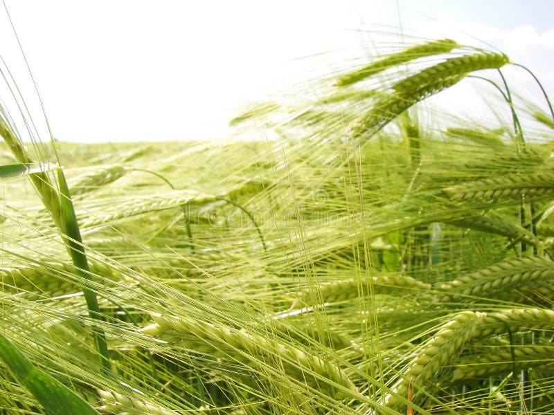Feld Der Gerste Mit Den Gerstenohren Stockfoto - Bild von land, mais ...