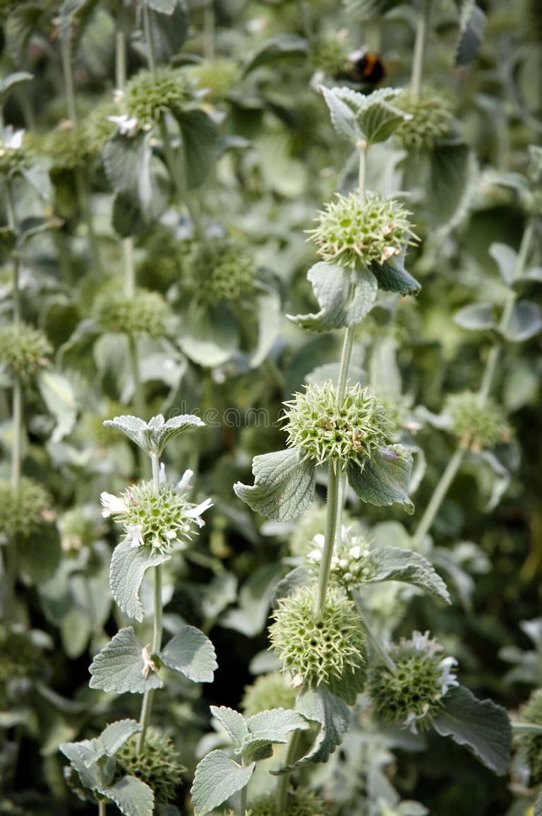 370 Horehound Plant Stock Photos - Free & Royalty-Free Stock Photos ...