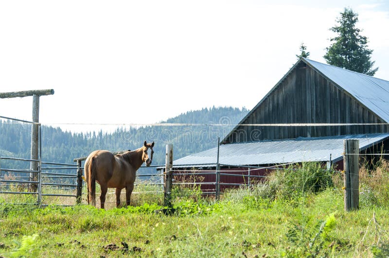 Hores at Barn stock photo. Image of forest, mustang, farm - 70108388