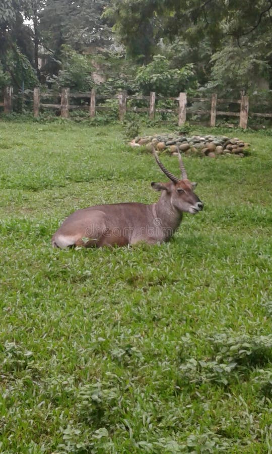 Horin photo stock. Image du bangladesh, dhaka, animaux - 80367876