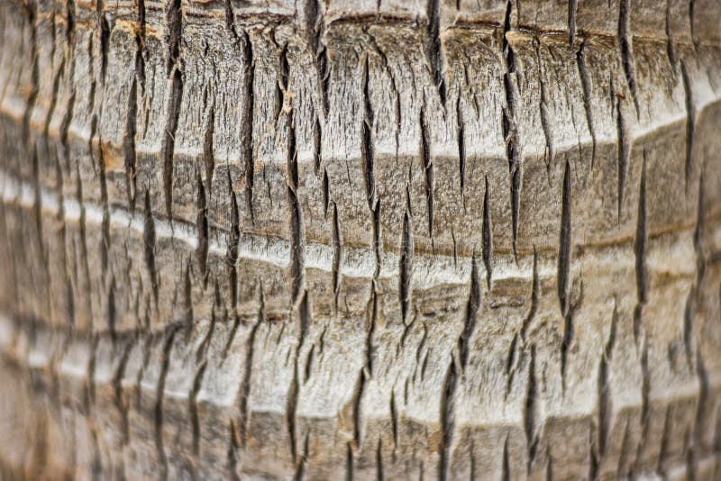 Horisontal Close Up of a Palm Trunk Stock Photo - Image of outdoor ...