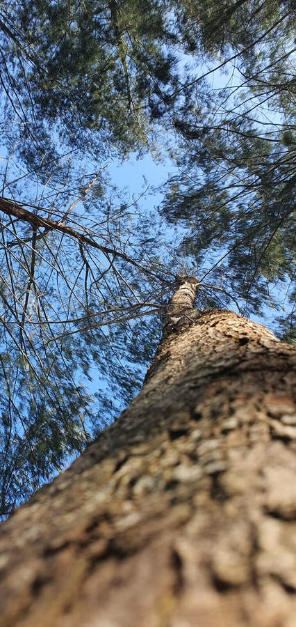 The Horizon Behind the Pine Tree Stock Photo - Image of horizon, branch ...