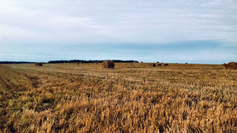 Horizon stock image. Image of boundless, millet, field - 126865005